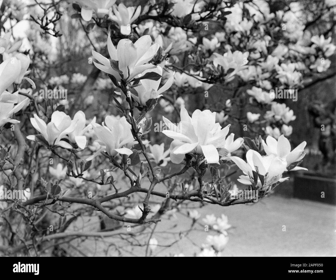 Flowering trees magnolia Black and White Stock Photos & Images - Alamy