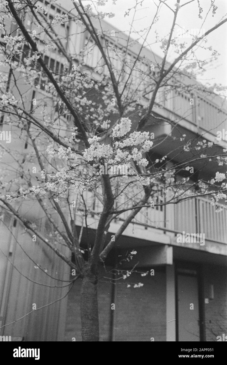Flowering tree tree blooms Black and White Stock Photos & Images - Alamy