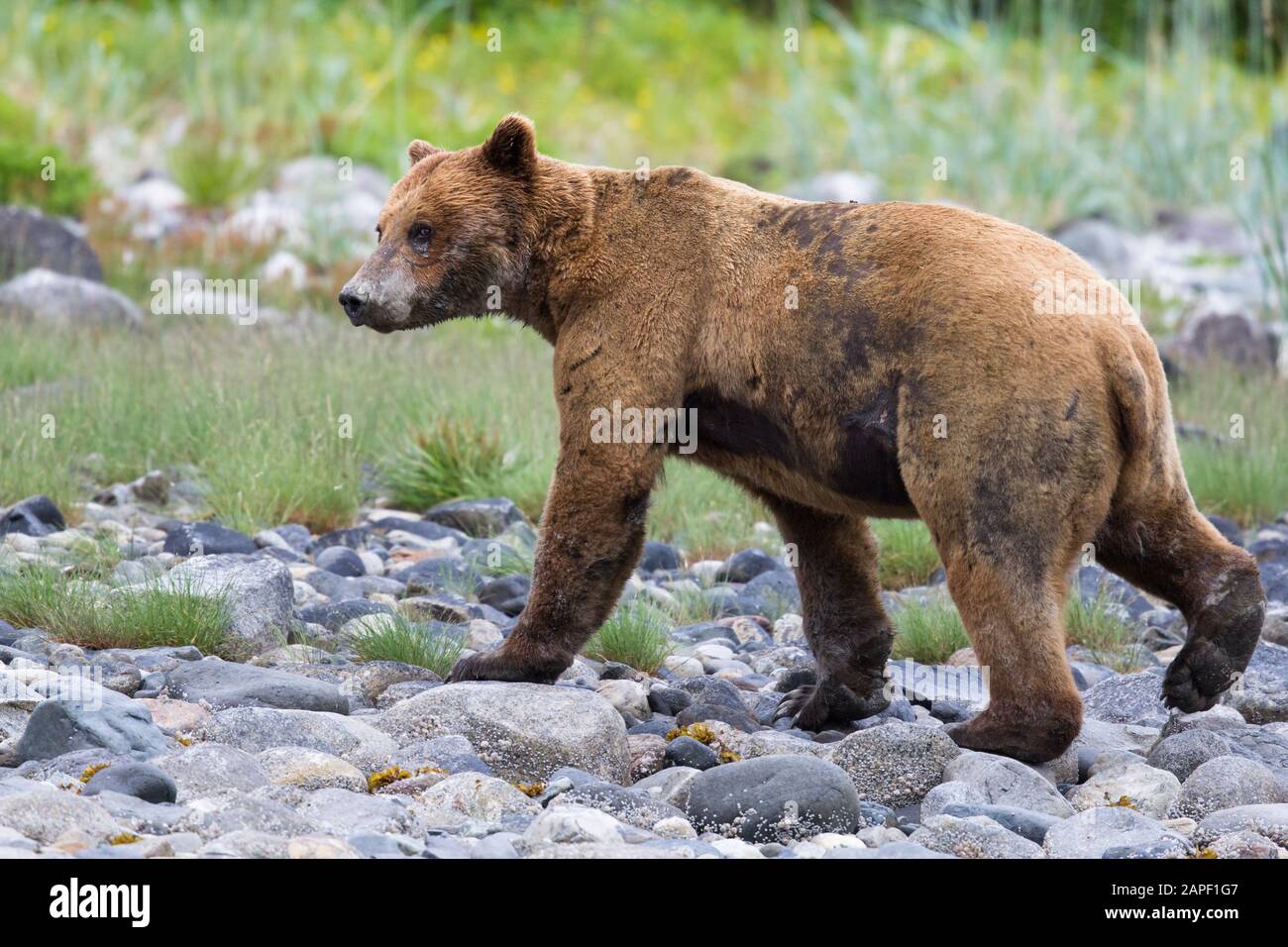 A large adult brown bear, full of scars and a ragged coat, walks up a ...