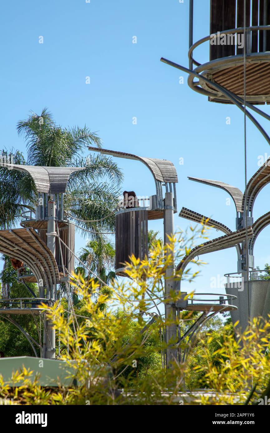 Orangutans seen on platforms of modern structures representing trees in ...