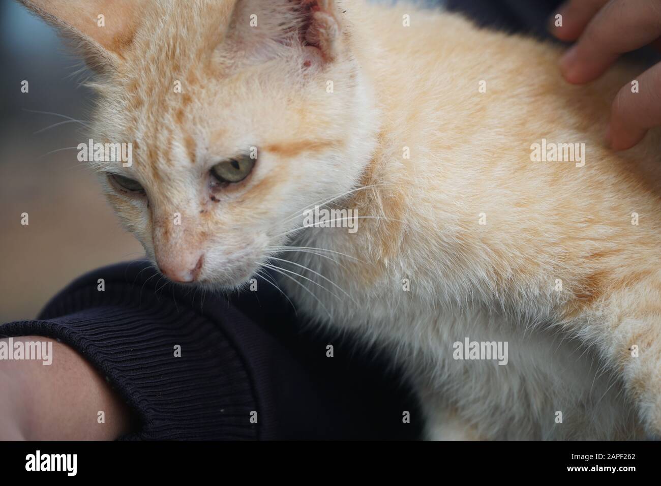 Catpage High Resolution Stock Photography and Images - Alamy