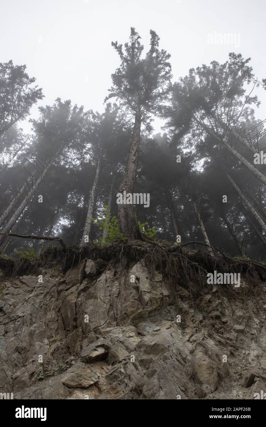 Trabzon forest hi-res stock photography and images - Alamy