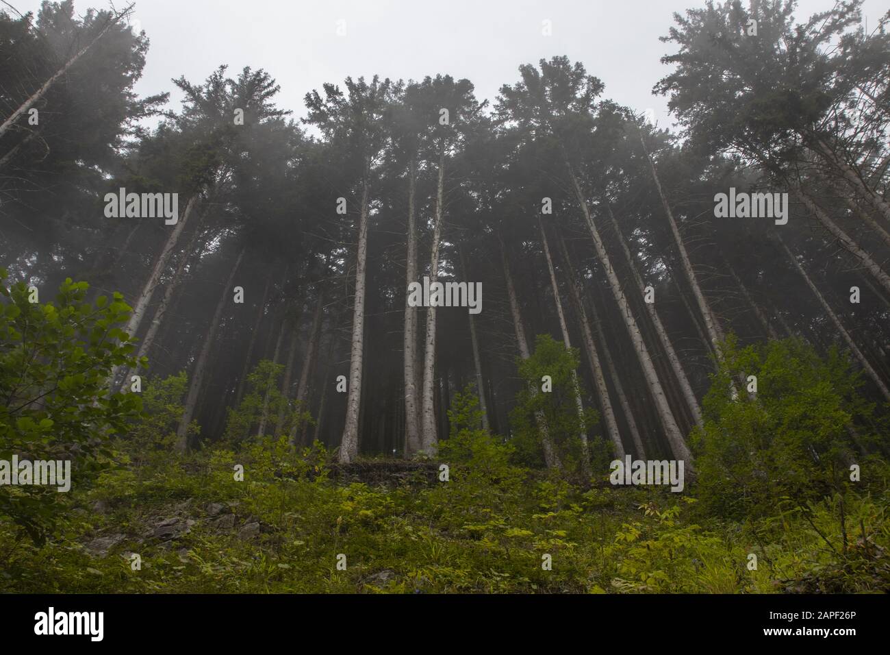 Trabzon forest hi-res stock photography and images - Alamy