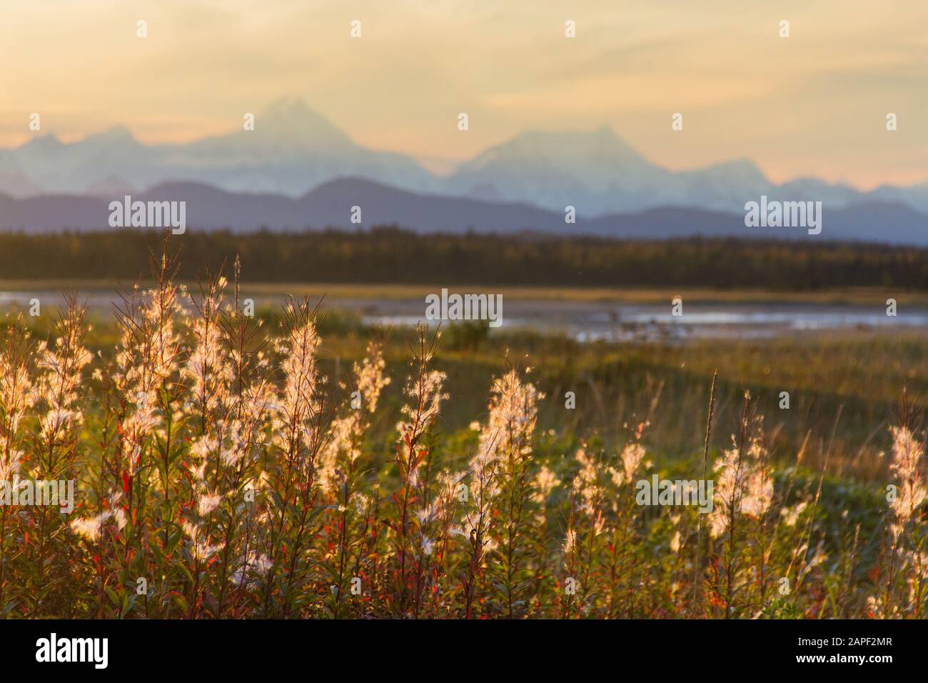Fireweed angustifolium seed hi-res stock photography and images - Alamy
