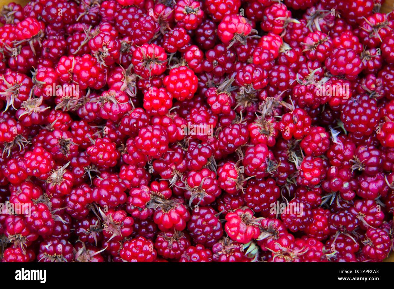 Berry picking alaska hi-res stock photography and images - Alamy