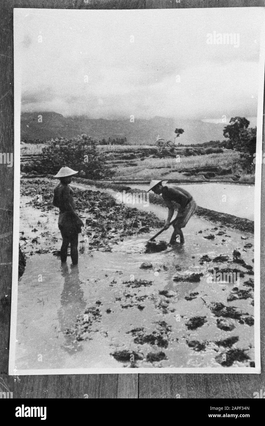 Nature pictures Description: Farmers working in a rice field ...
