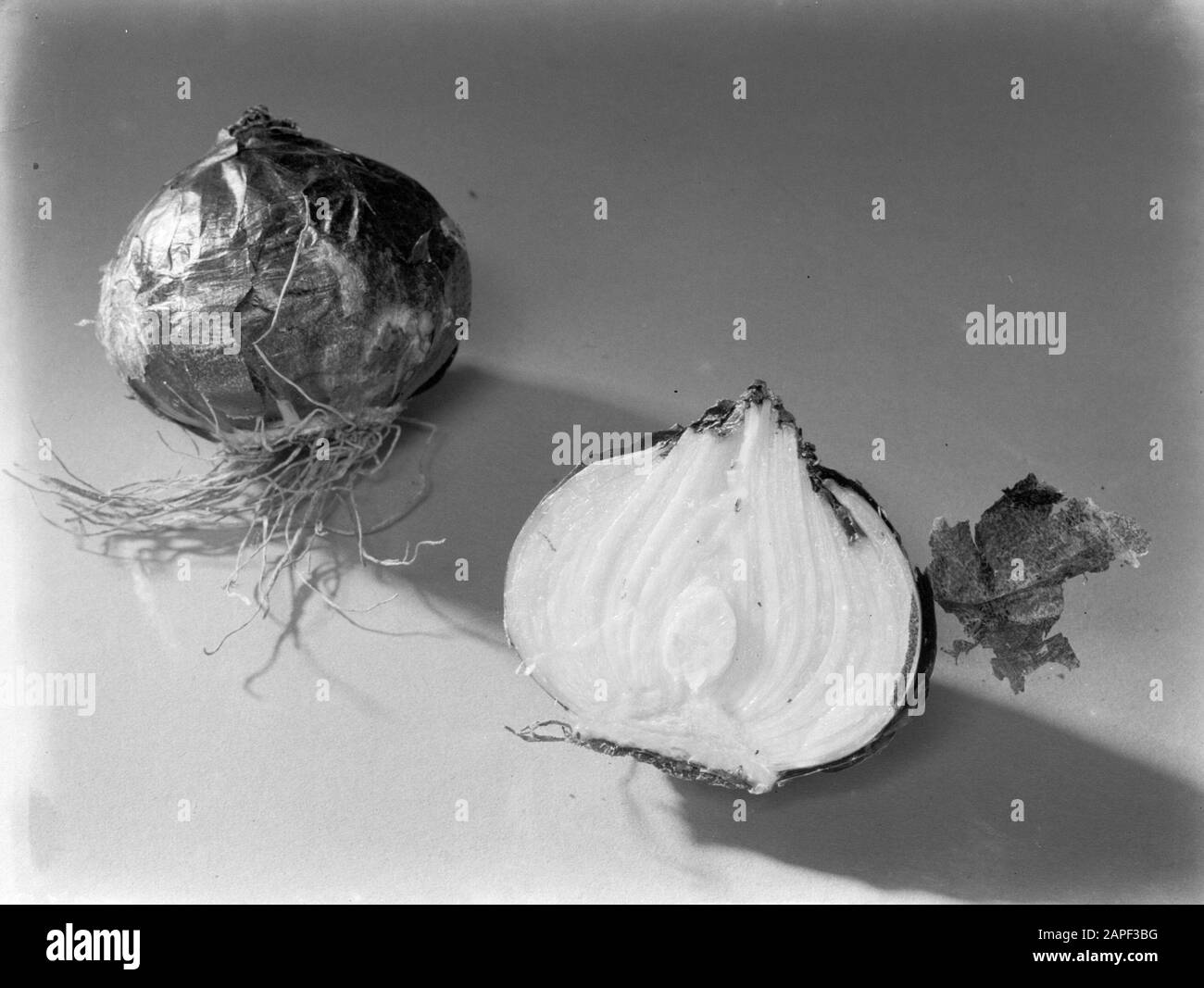 Hyacinth bulb Black and White Stock Photos & Images - Alamy