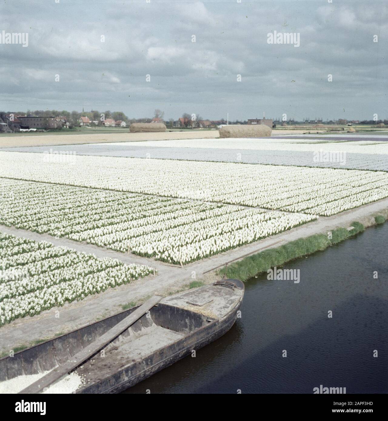 Reportage Netherlands Description: Bulb Fields Date: 1960 Keywords ...
