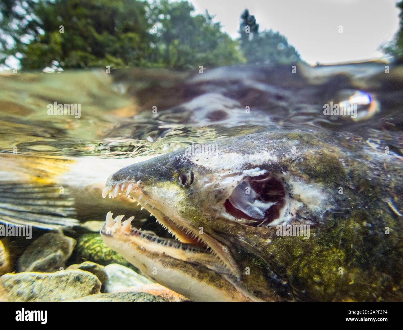 Spawned hi-res stock photography and images - Alamy