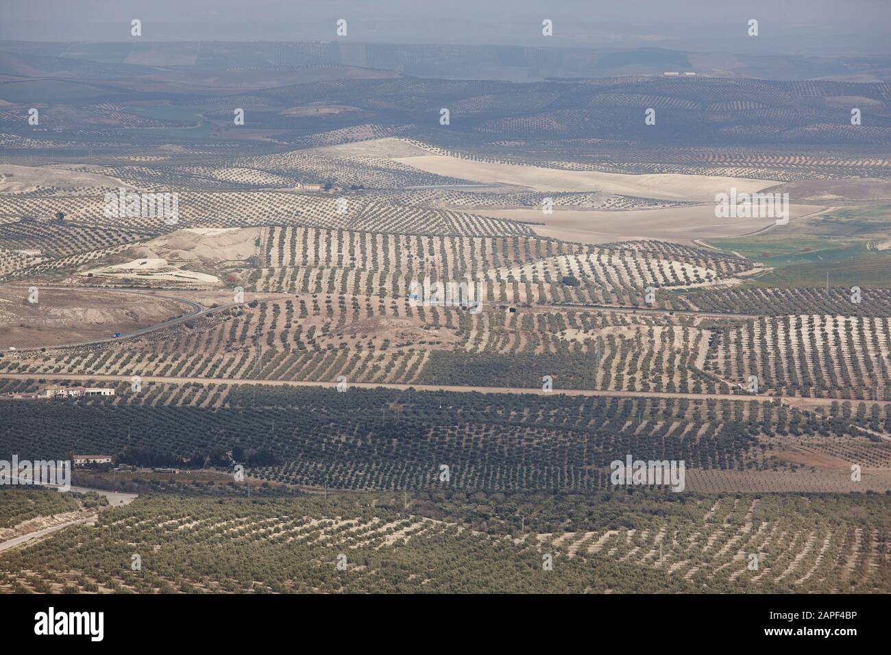 Olive tree fields in Andalusia. Spanish agricultural harvest landscape ...