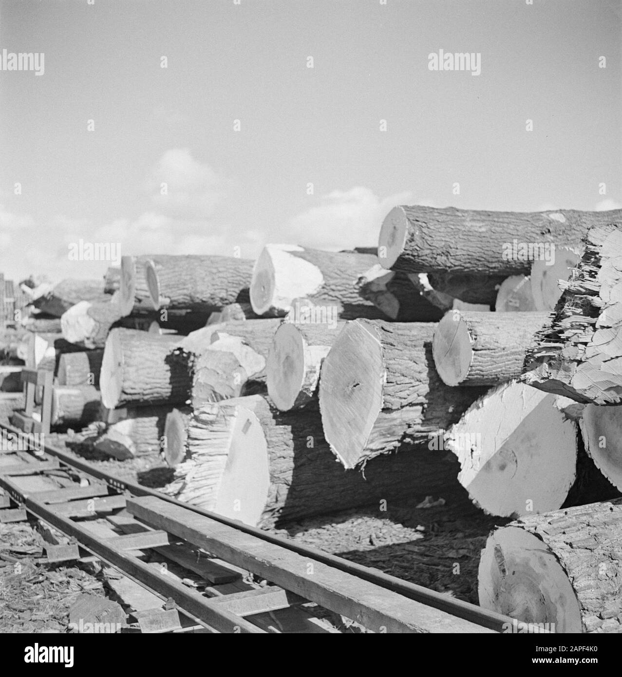 The tree of lie hi-res stock photography and images - Alamy