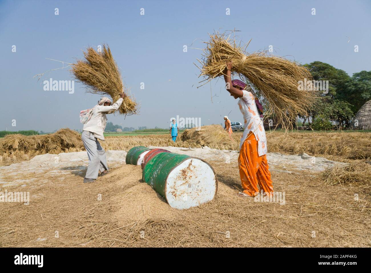 Women threshing, Agricaltural fields of Punjab, near Amritsar, india ...