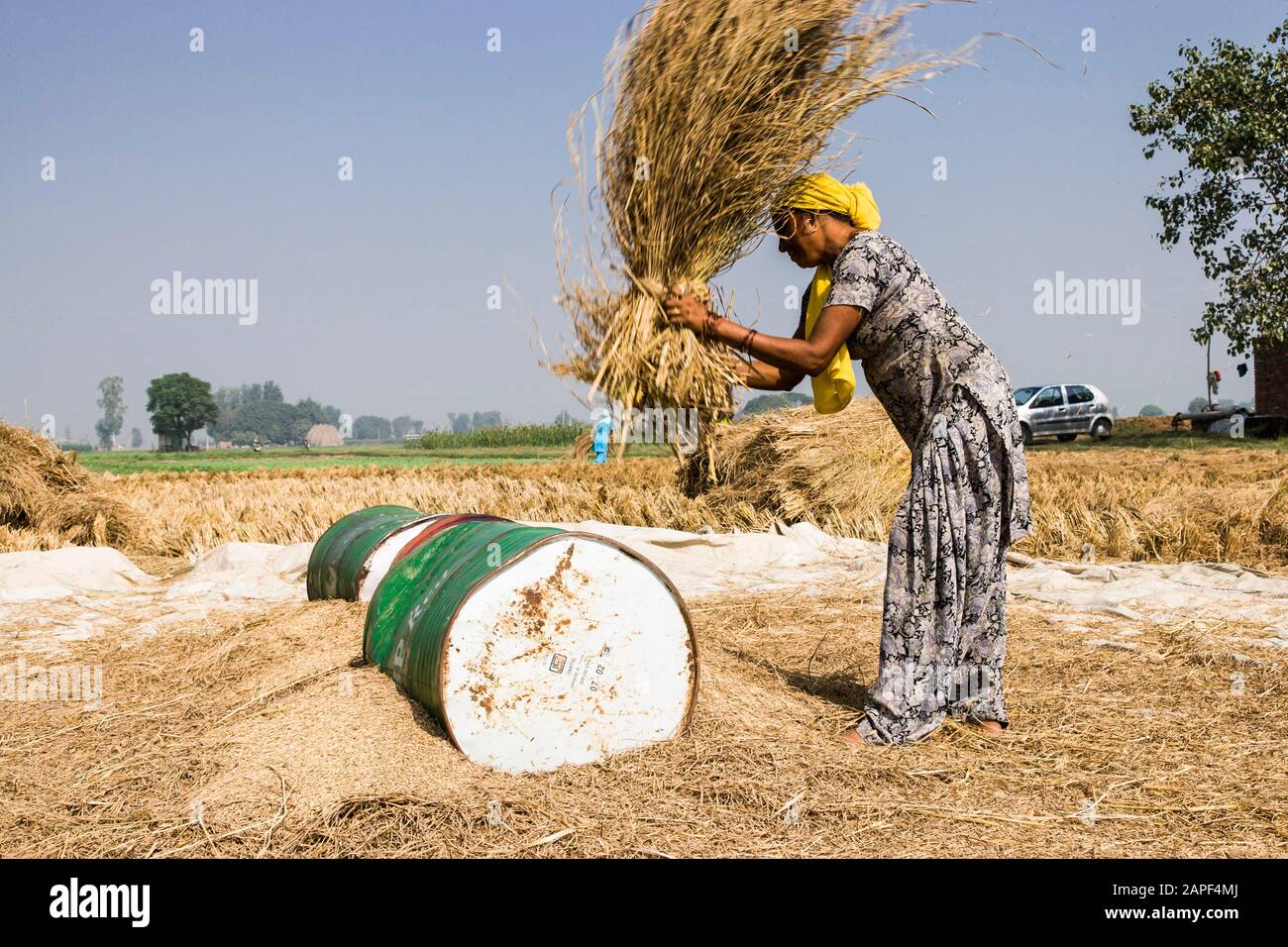 Woman threshing, Agricaltural fields of Punjab, near Amritsar, india ...