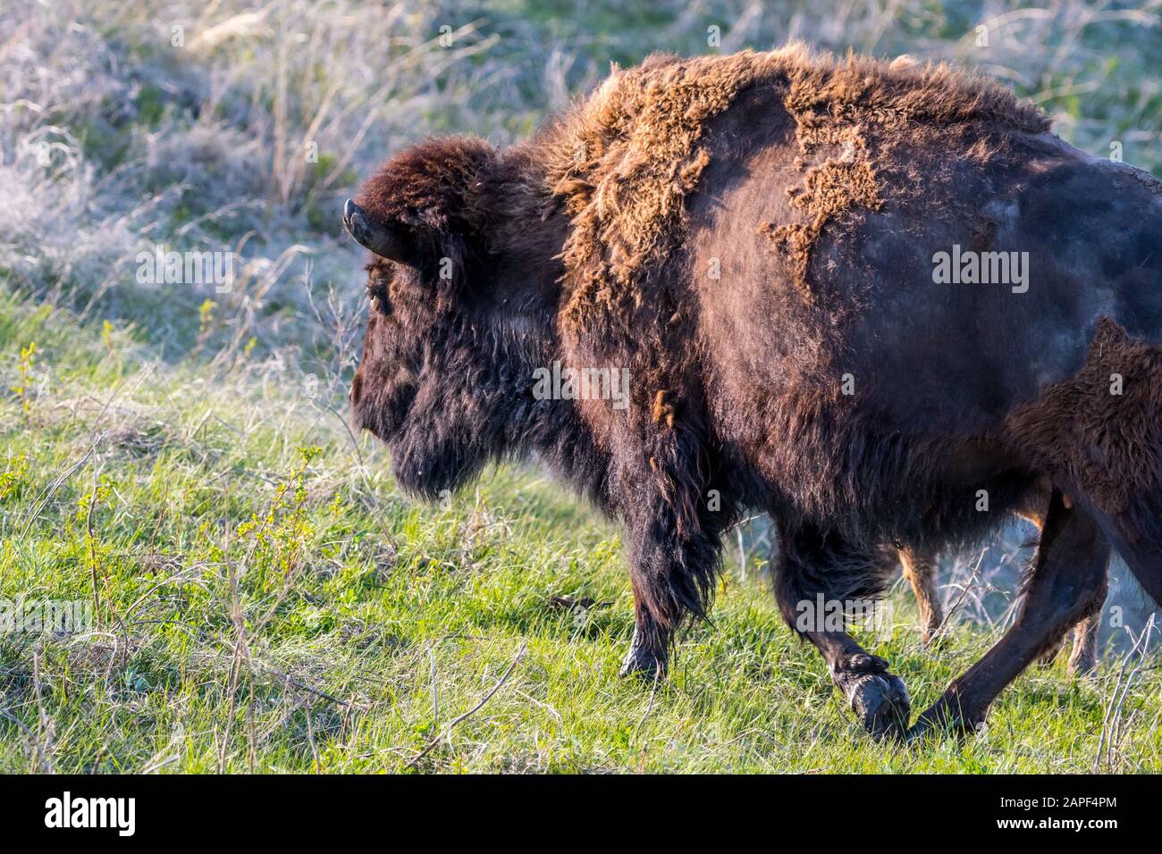 American Bison in the field of Custer State Park, South Dakota Stock ...