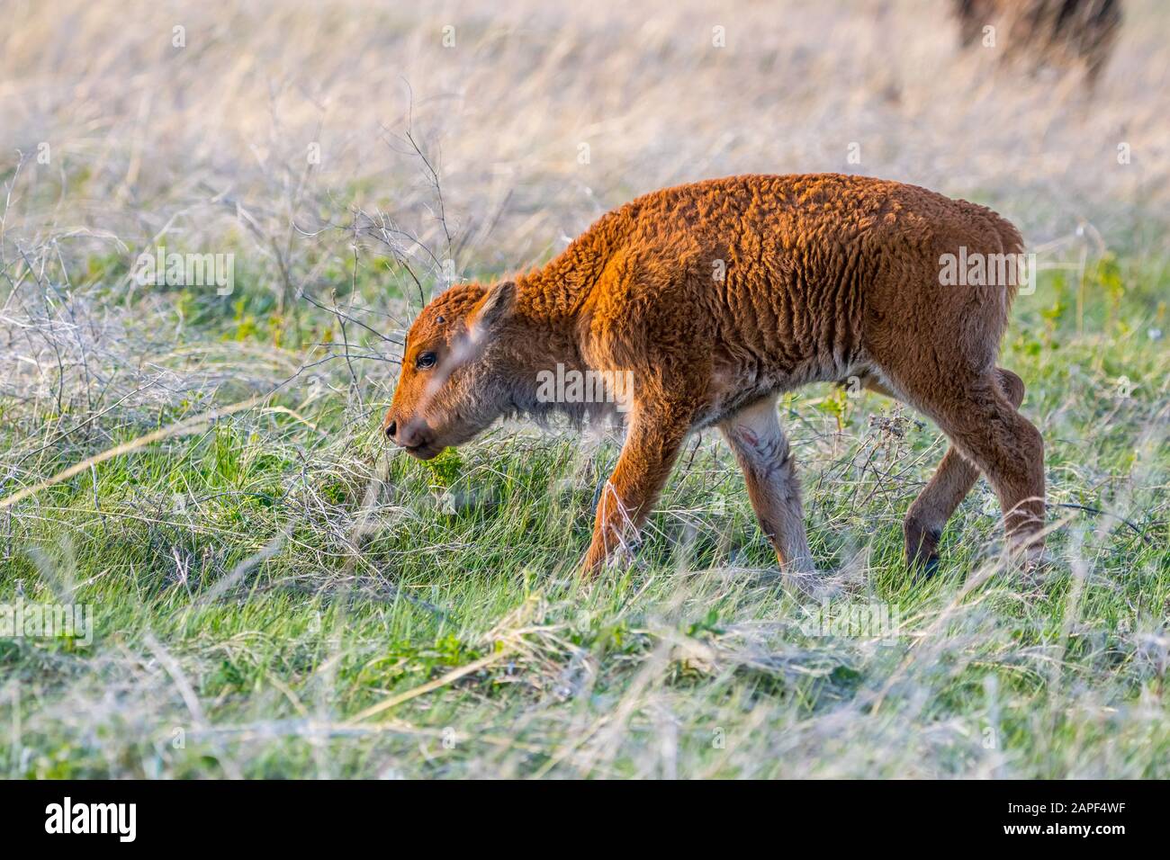 Red Dogs in the field of Custer State Park, South Dakota Stock Photo ...