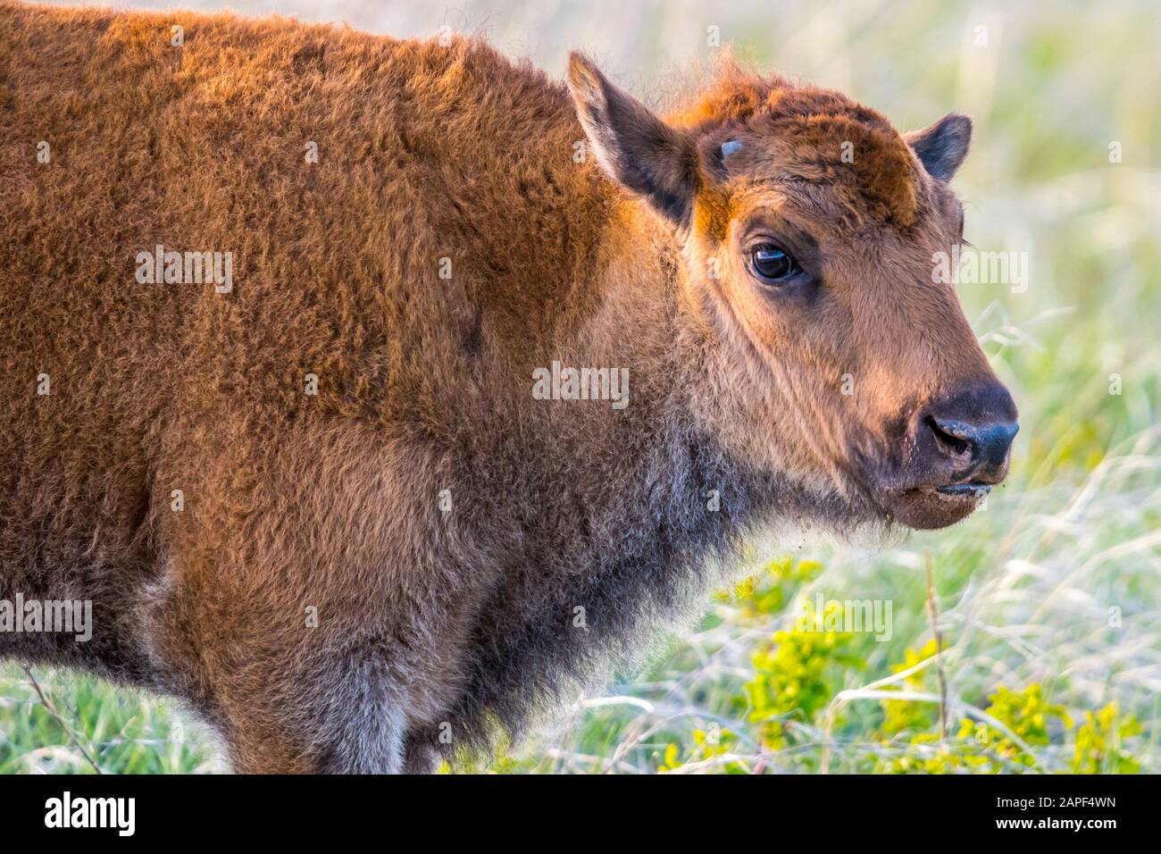 Red Dogs in the field of Custer State Park, South Dakota Stock Photo ...