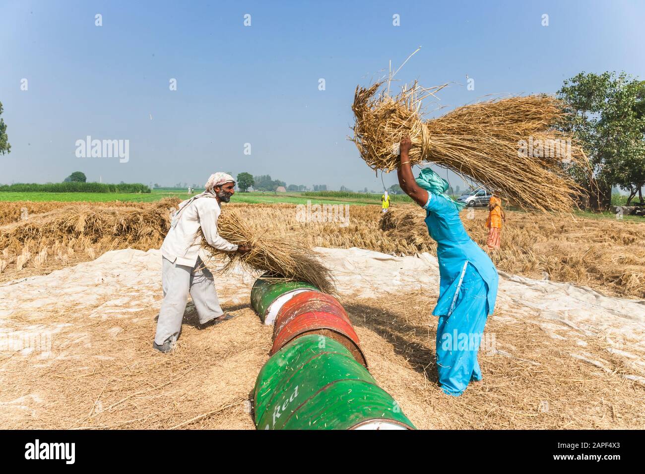 Women threshing, Agricaltural fields of Punjab, near Amritsar, india ...