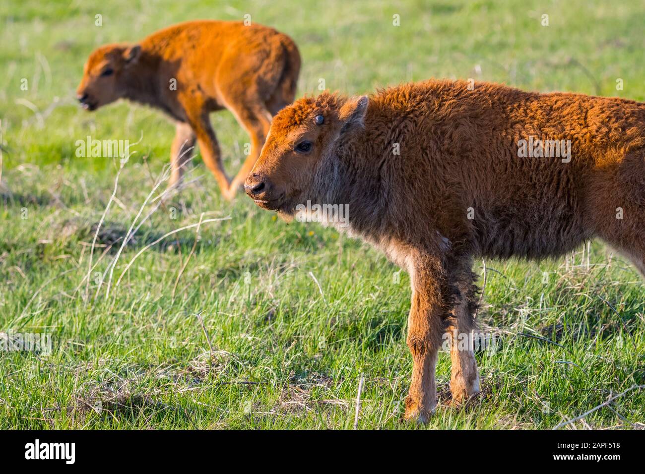 Red Dogs in the field of Custer State Park, South Dakota Stock Photo ...