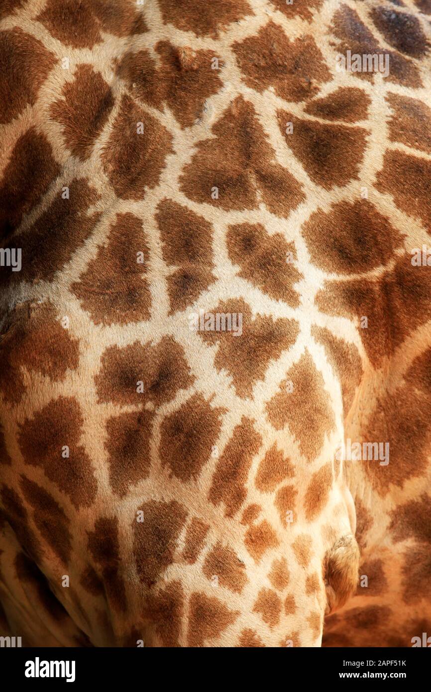 Animal themes photos hi-res stock photography and images - Alamy