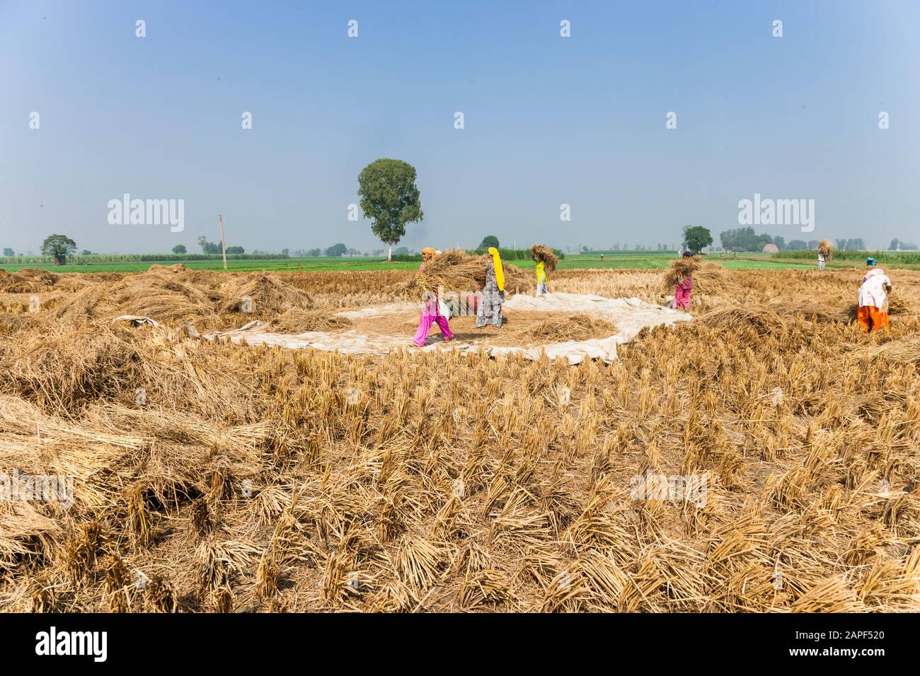 Women threshing, Agricaltural fields of Punjab, near Amritsar, india ...