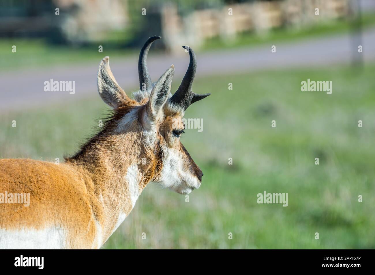 Pronghorn in the field of Custer State Park, South Dakota Stock Photo ...