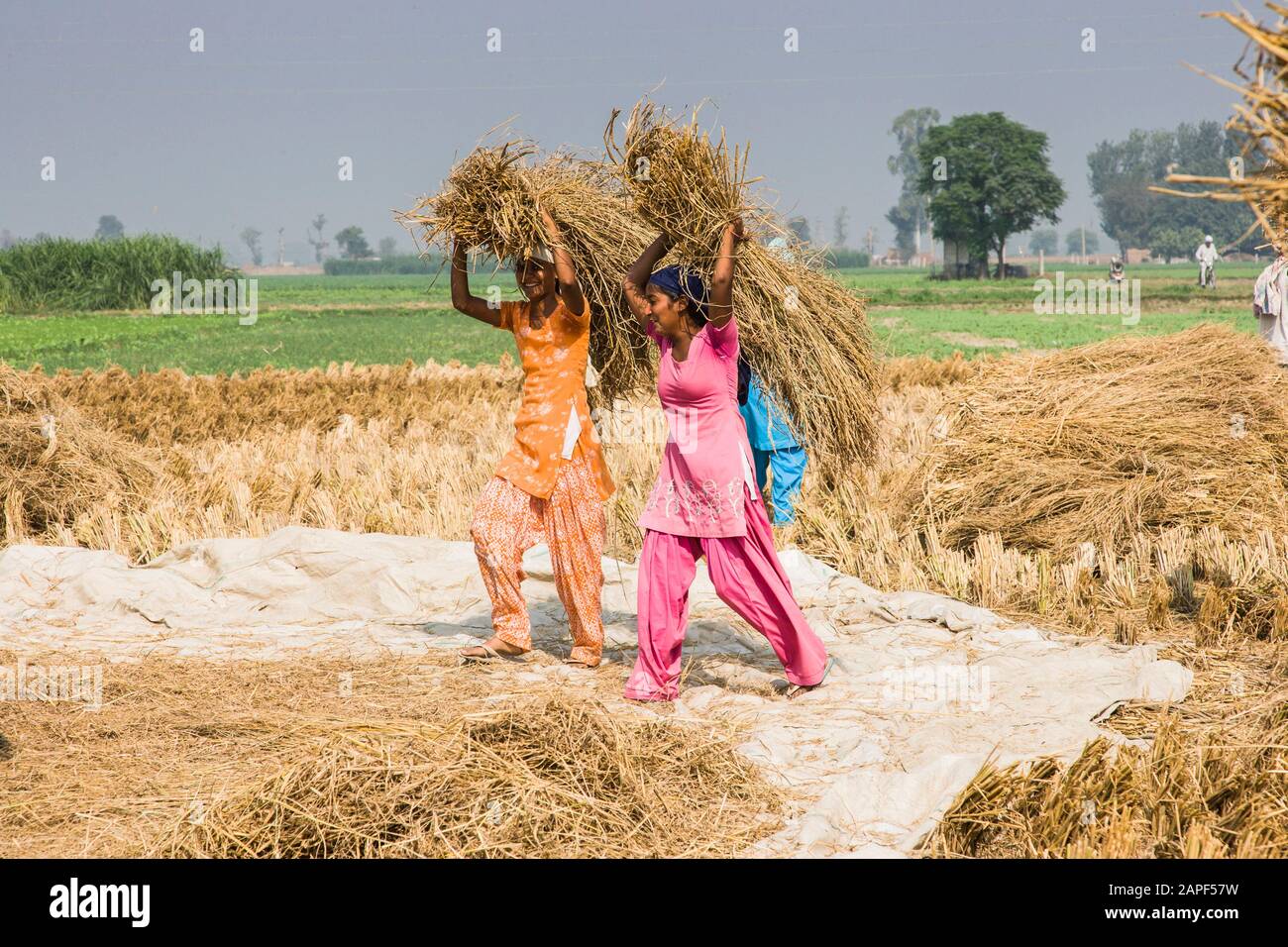 Women threshing, Agricaltural fields of Punjab, near Amritsar, india ...