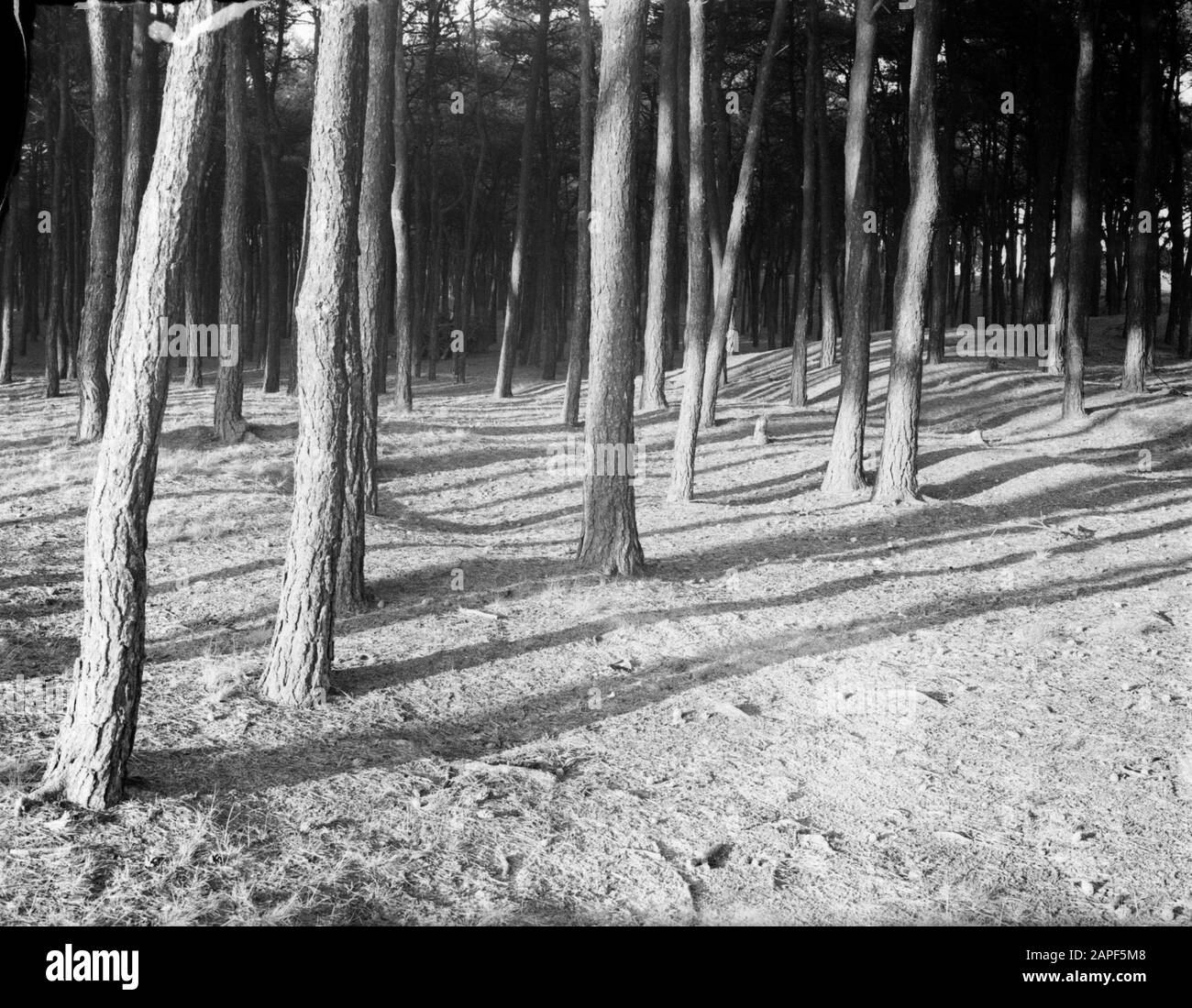 Nature Description: Bos by Laren Date: undated Location: Laren (Noord ...