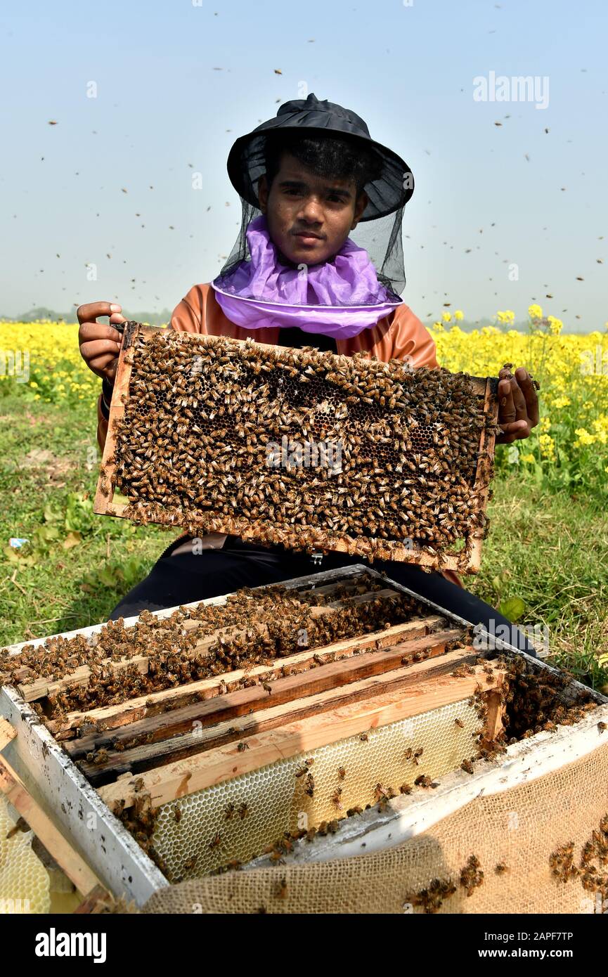 Dhaka, Bangladesh. 21st Jan, 2020. A bee keeper shows a beehive with ...