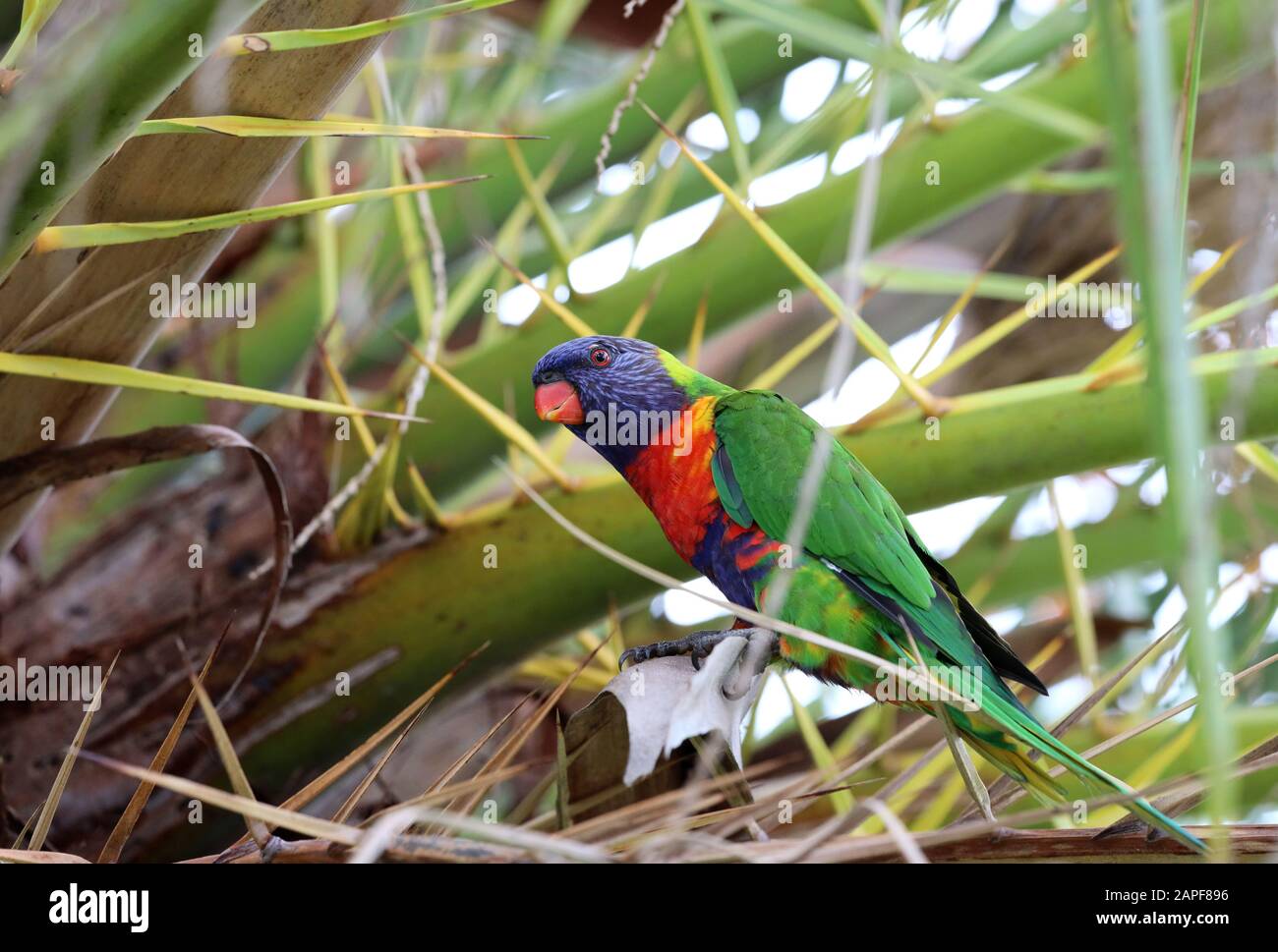 Very colorful Budgies: A dominant bird of color is standing watch and ...