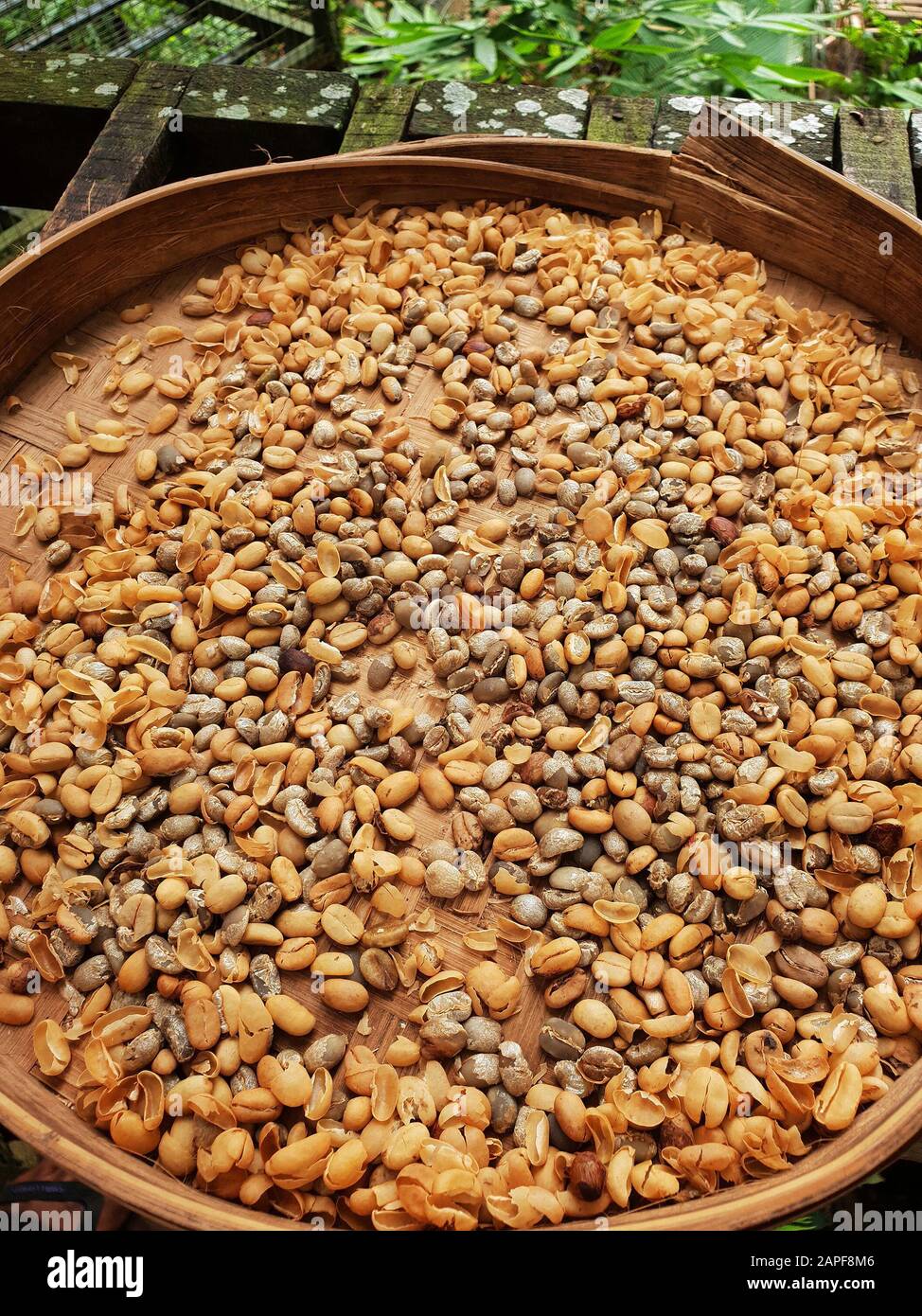 Melissa bean hi-res stock photography and images - Alamy