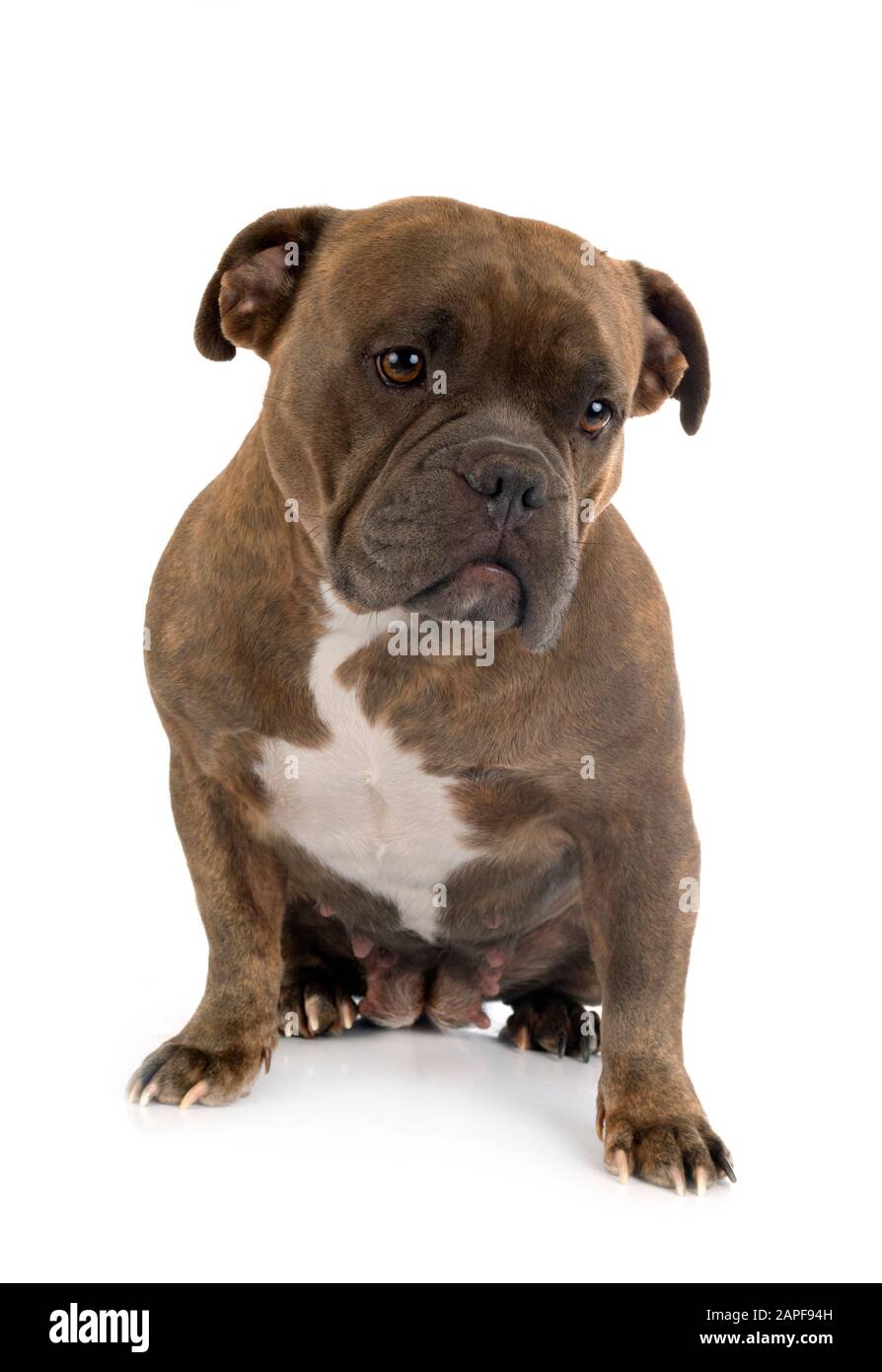 american bully in front of white background Stock Photo - Alamy