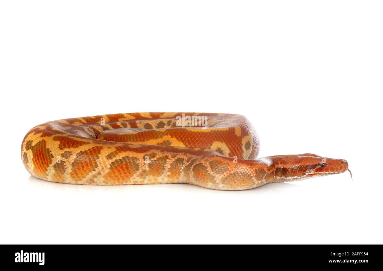 Python brongersmai in front of white background Stock Photo - Alamy