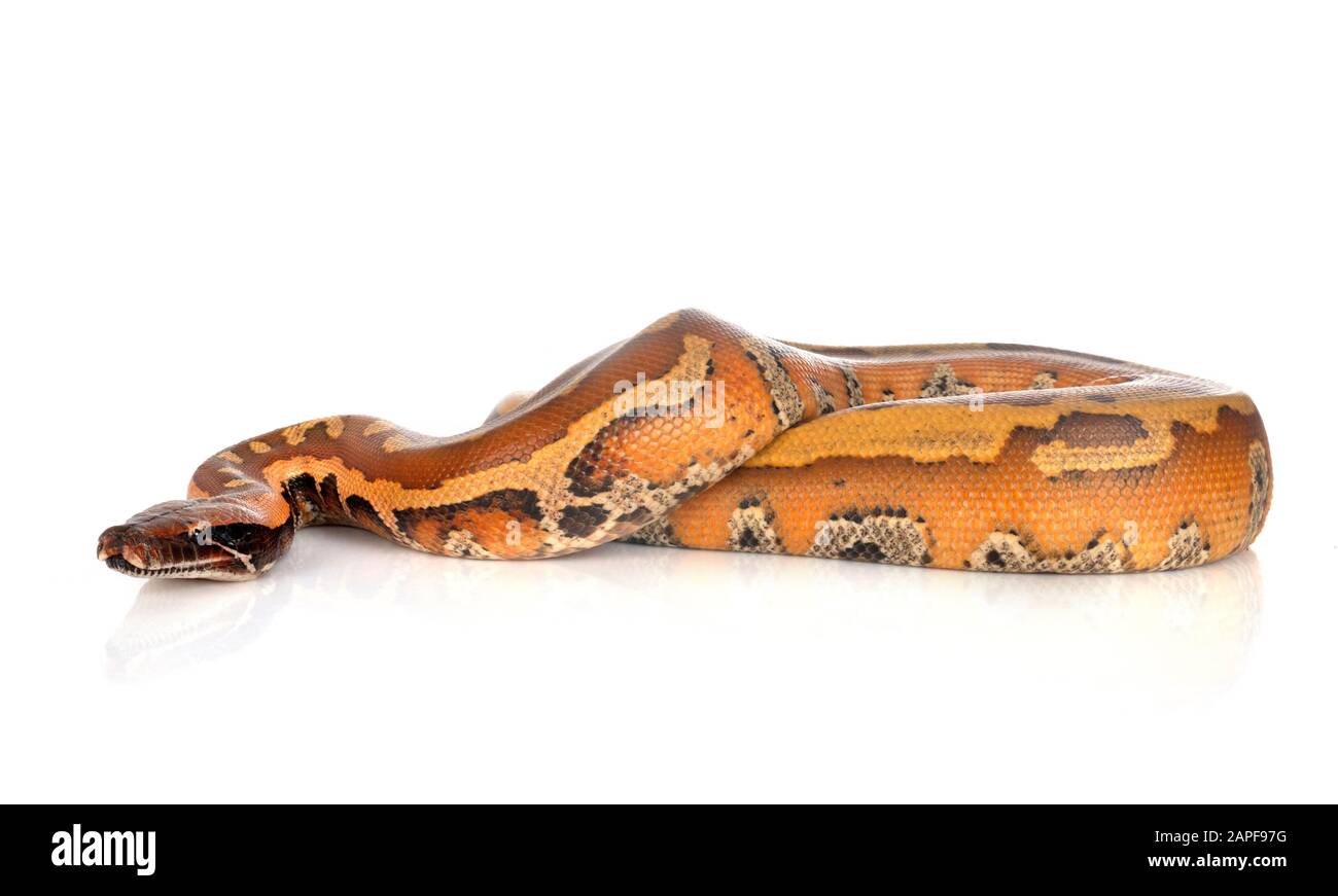 Python brongersmai in front of white background Stock Photo - Alamy
