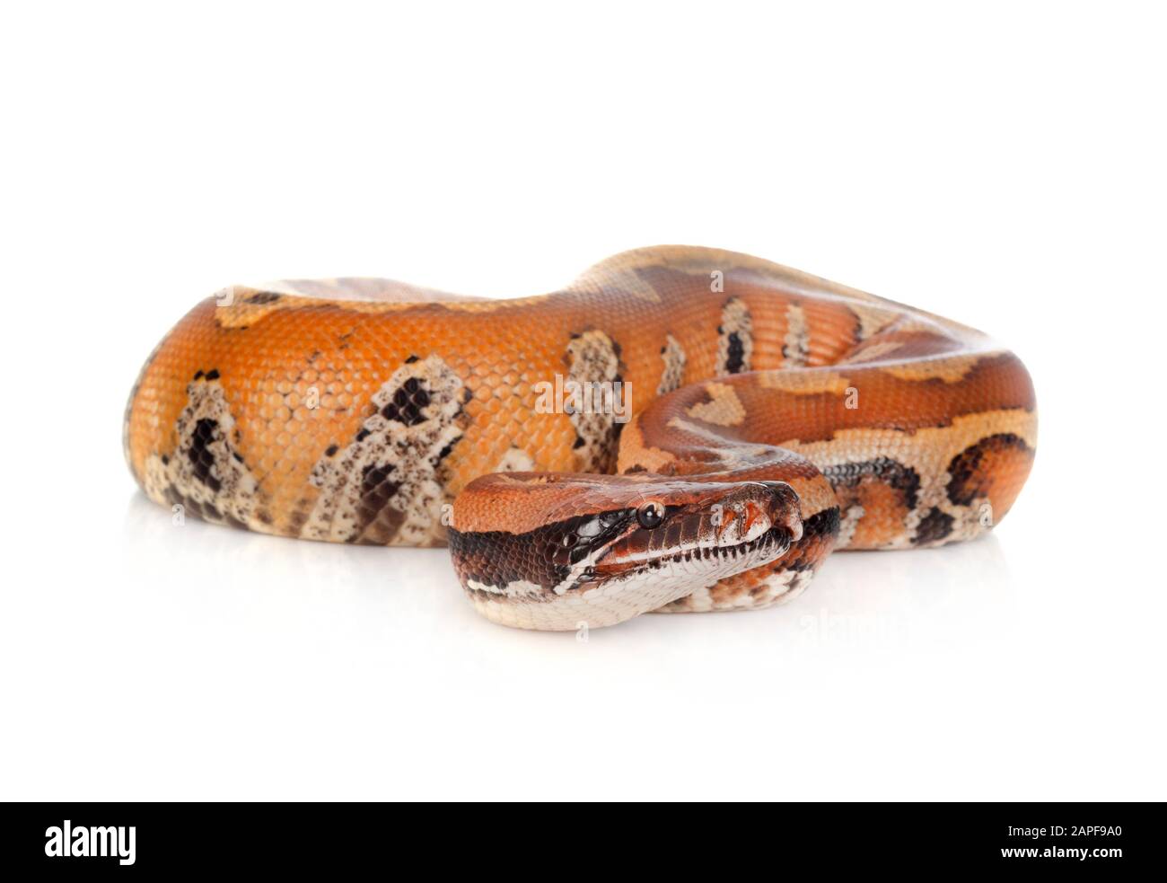 Python brongersmai in front of white background Stock Photo - Alamy