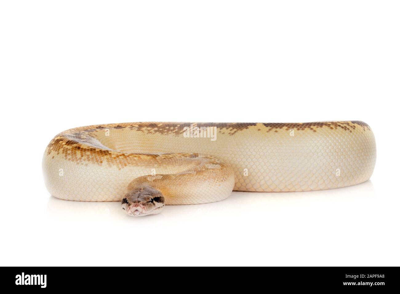 Python brongersmai in front of white background Stock Photo - Alamy