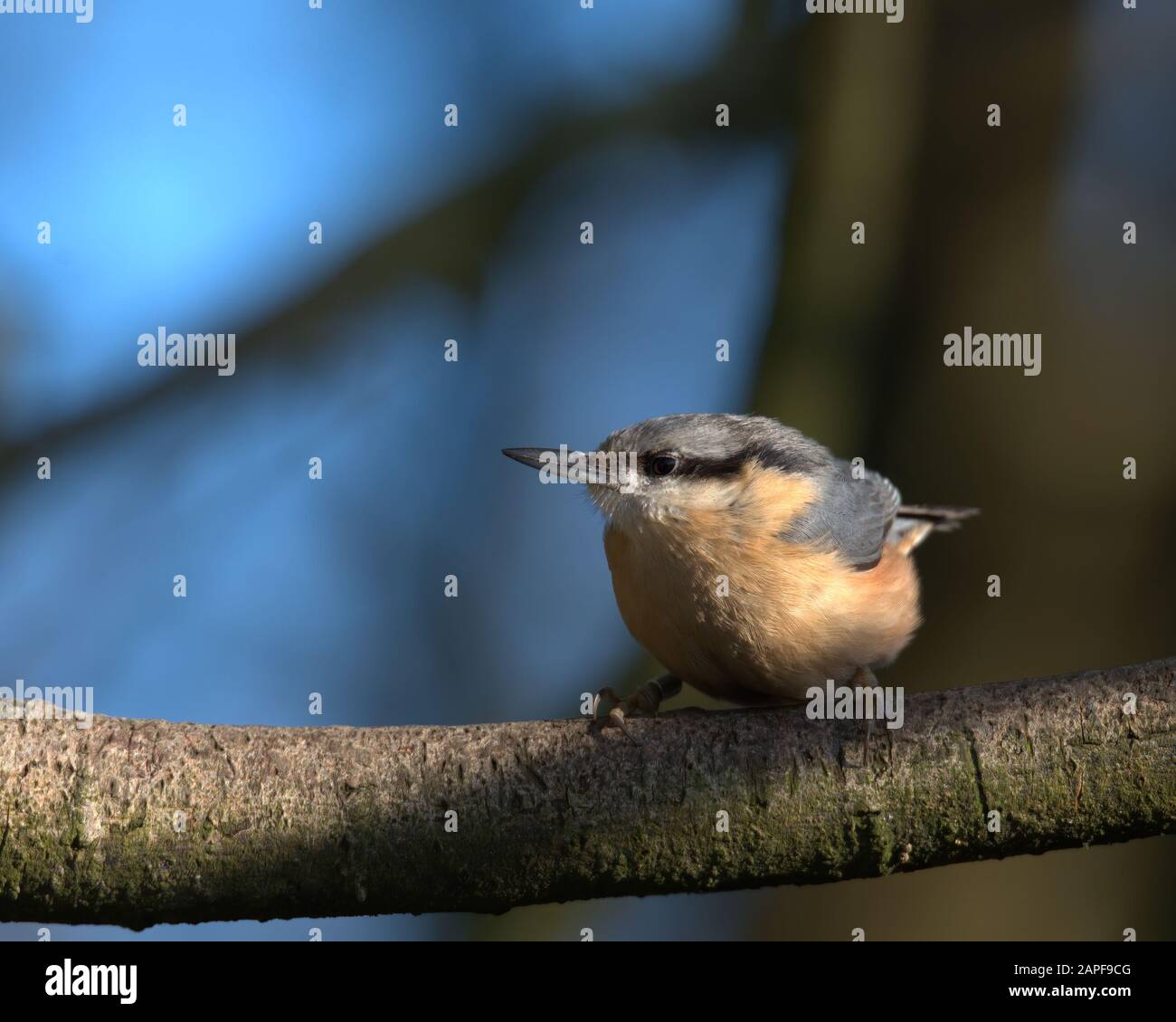 Eurasian nuthatch , Sitta europaea on a branch Stock Photo - Alamy