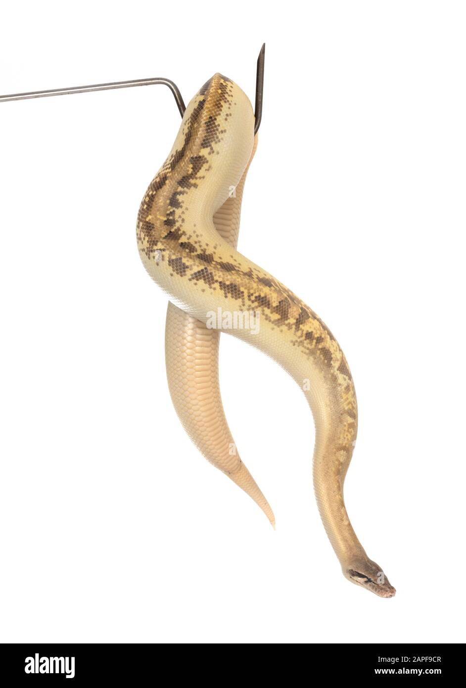 Python brongersmai in front of white background Stock Photo - Alamy
