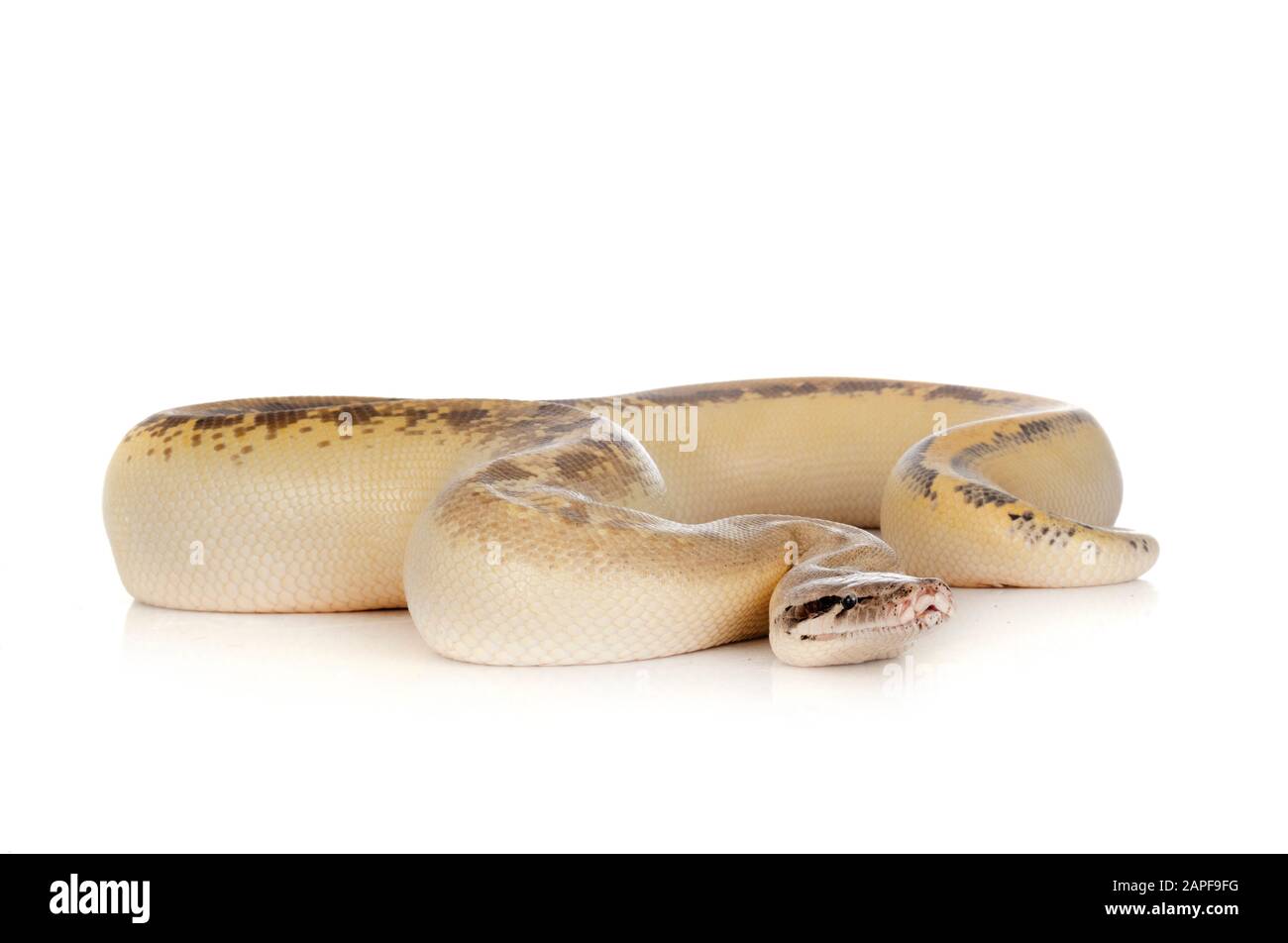 Python brongersmai in front of white background Stock Photo - Alamy