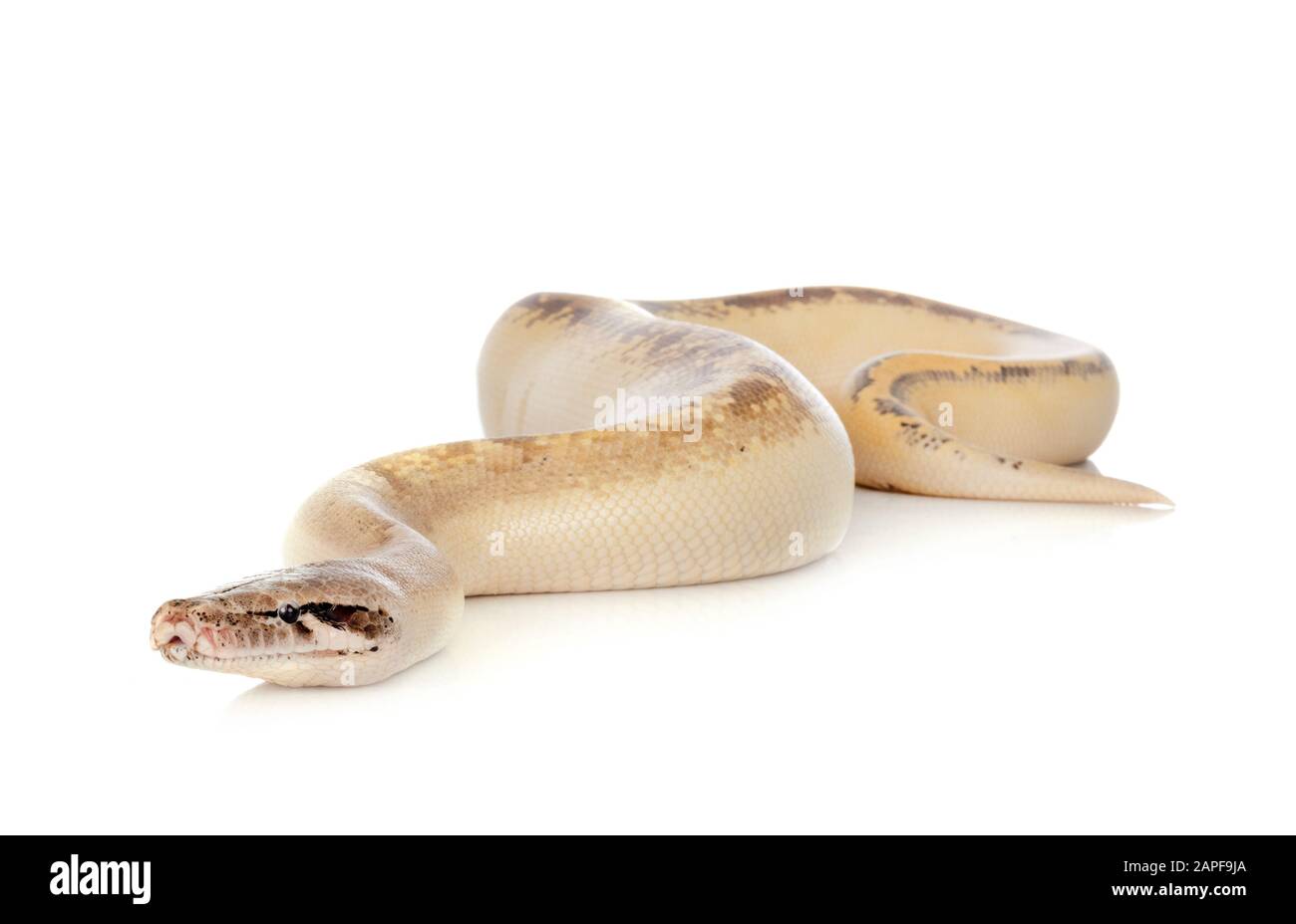 Python brongersmai in front of white background Stock Photo - Alamy