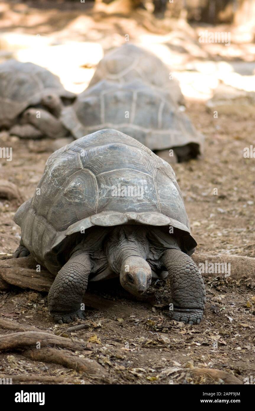 Zanzibar Tanzania 14/08/2010: Centenary Turtle Zanzibar Stock Photo - Alamy