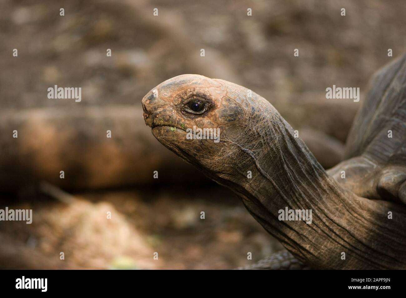 Zanzibar Tanzania 14/08/2010: Centenary Turtle Zanzibar Stock Photo - Alamy