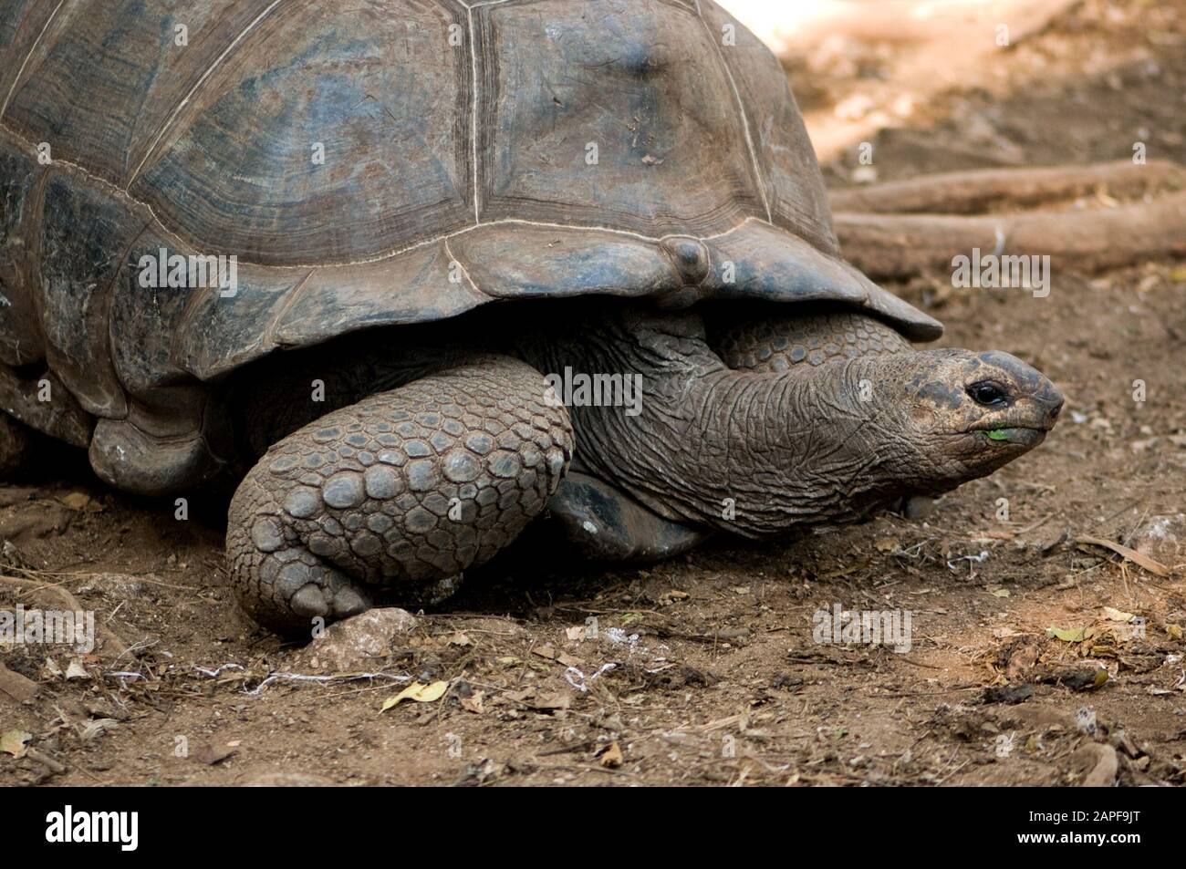 Zanzibar Tanzania 14/08/2010: Centenary Turtle Zanzibar Stock Photo - Alamy