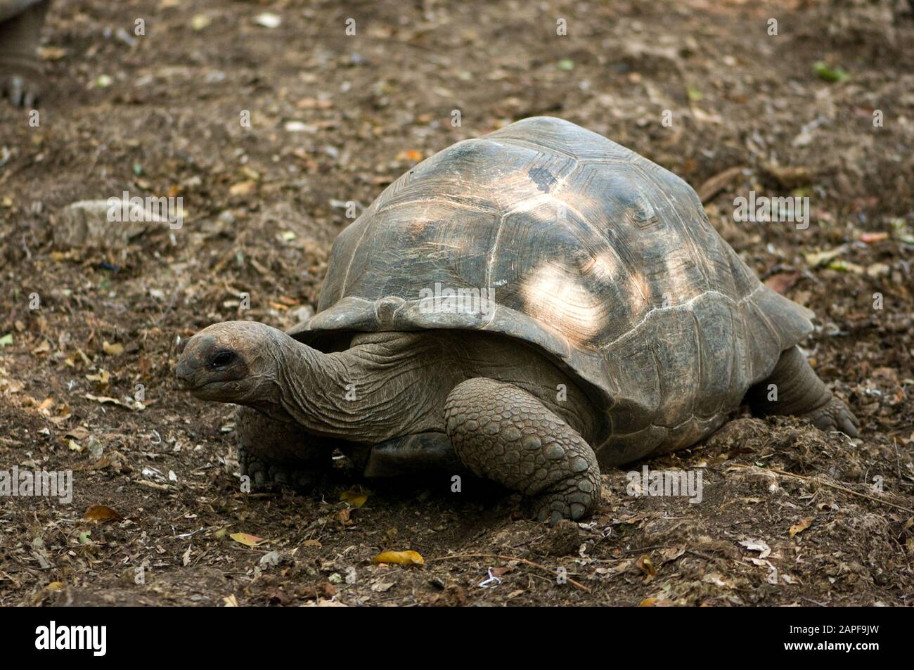 Zanzibar Tanzania 14/08/2010: Centenary Turtle Zanzibar Stock Photo - Alamy