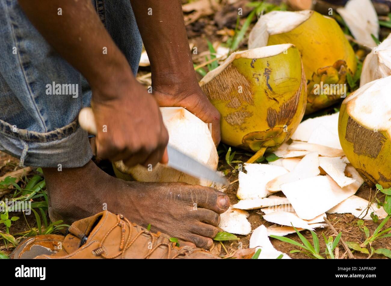 Zanzibar Tanzania 14/08/2010: Processing and opening of the coconut ...