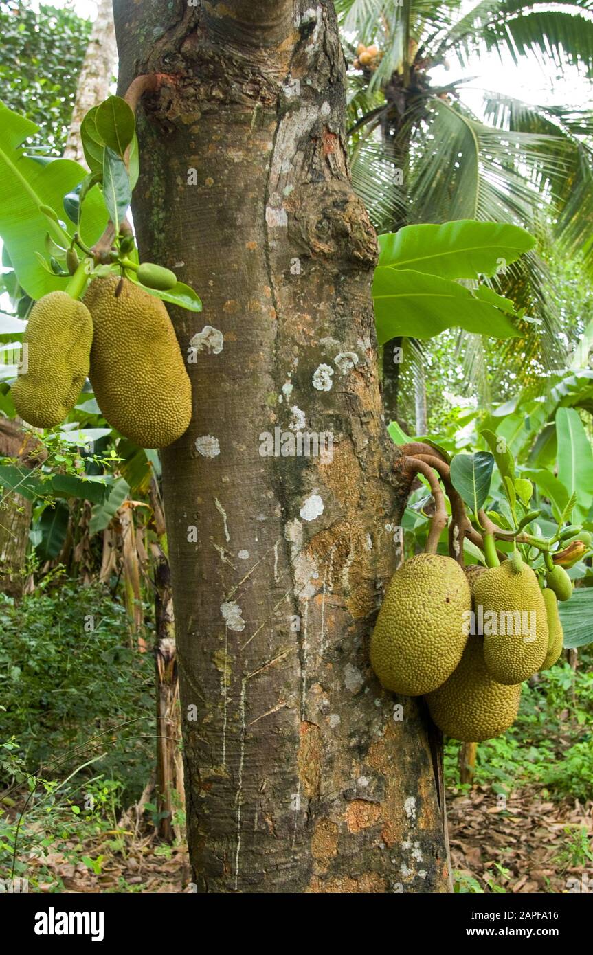 Urticales order hi-res stock photography and images - Alamy