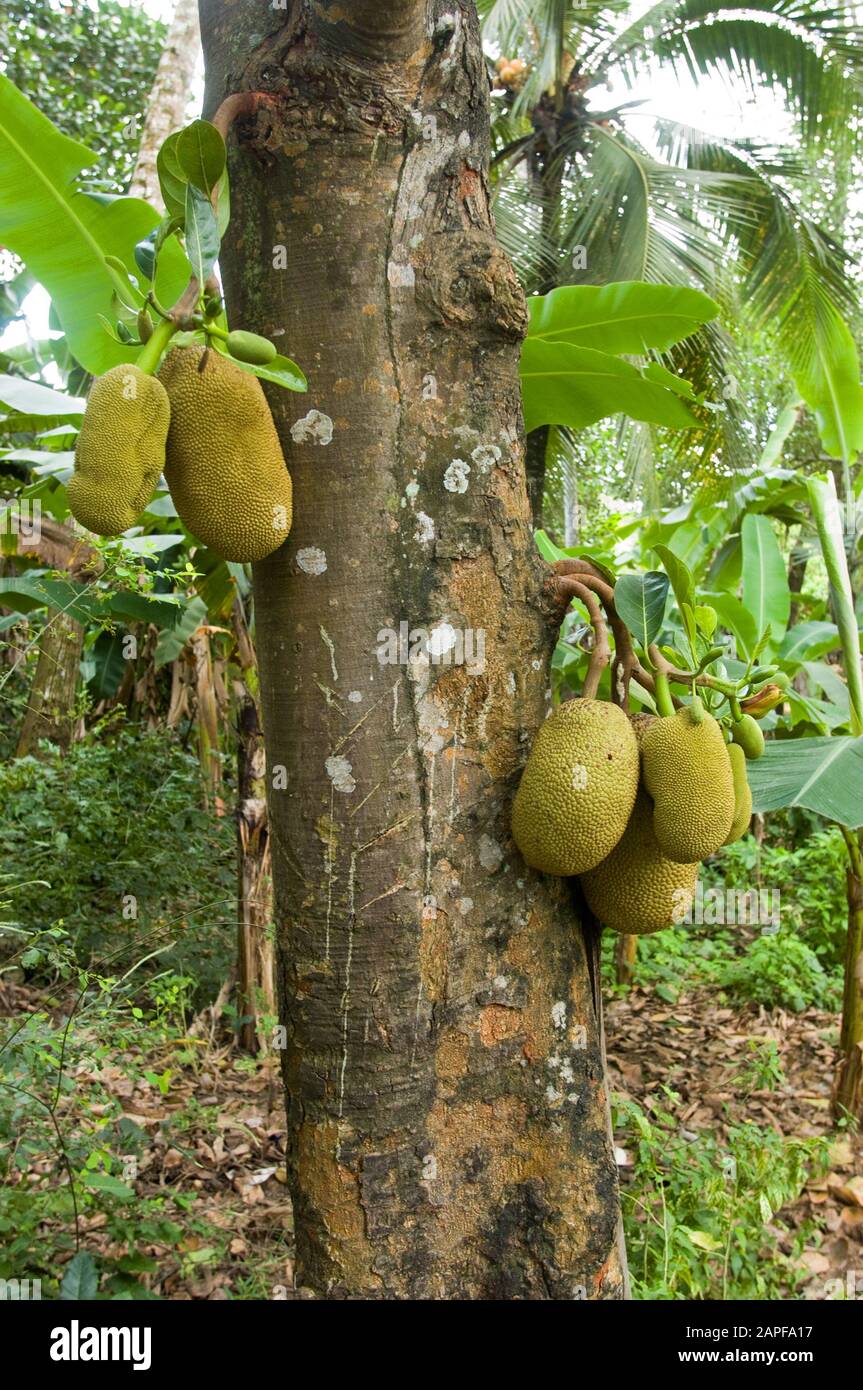 Language Family Tree High Resolution Stock Photography and Images - Alamy
