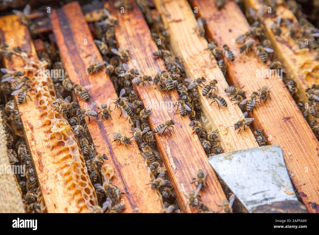 Close up view of the opened beehive body showing the frames populated ...