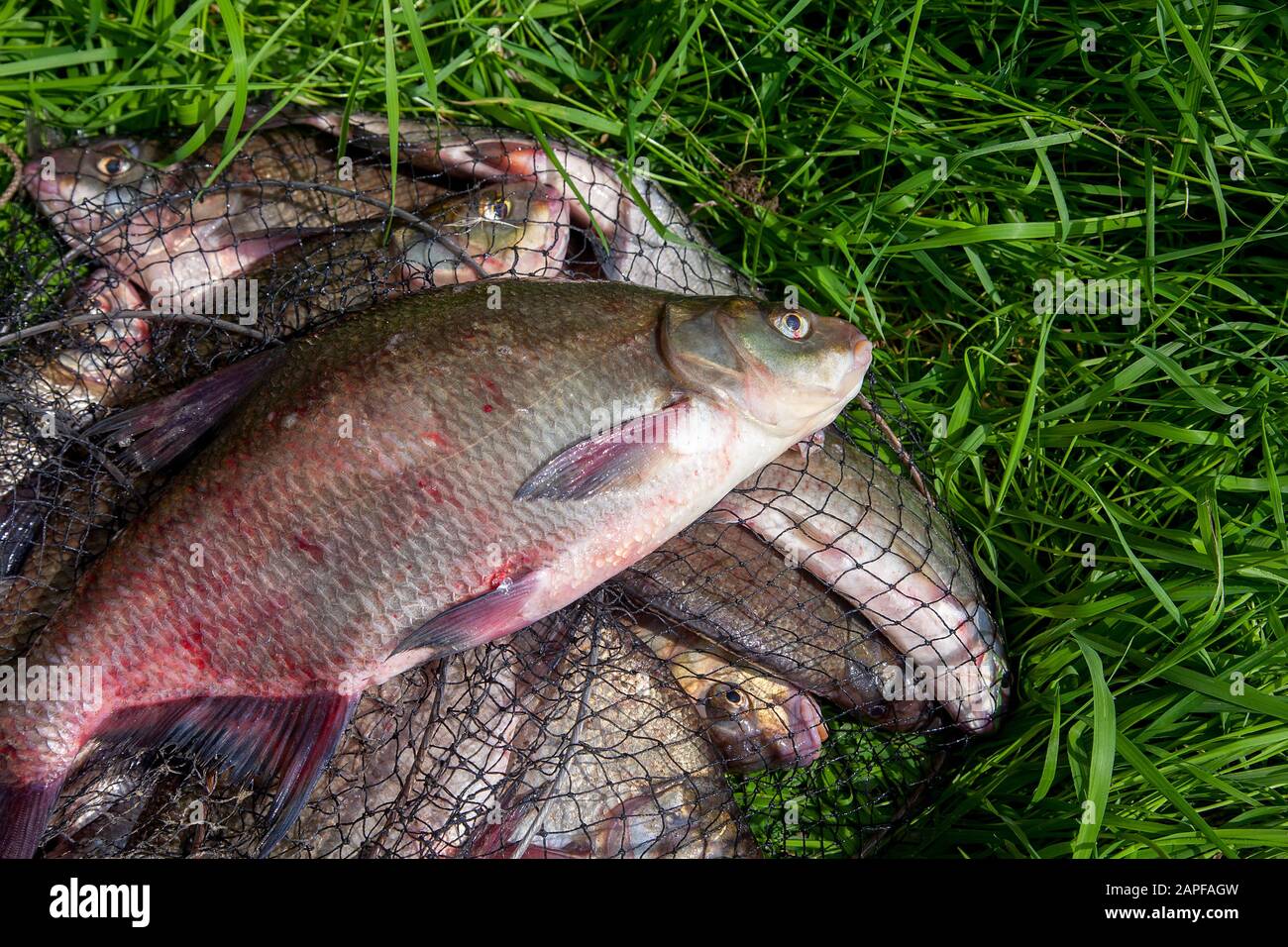 Good catch. Close up view of just taken from the water big freshwater ...