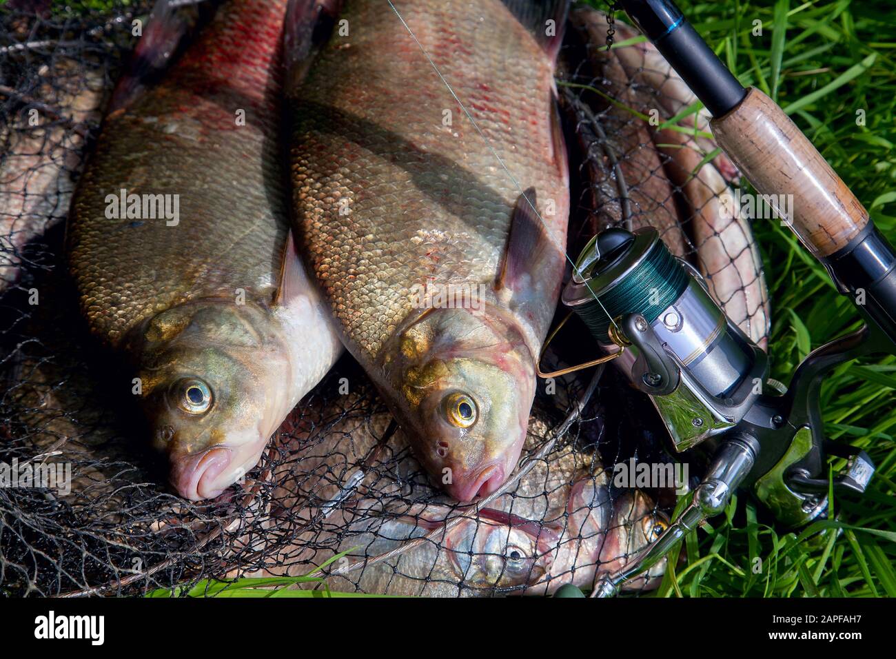 Good catch. Just taken from the water big freshwater common bream known ...