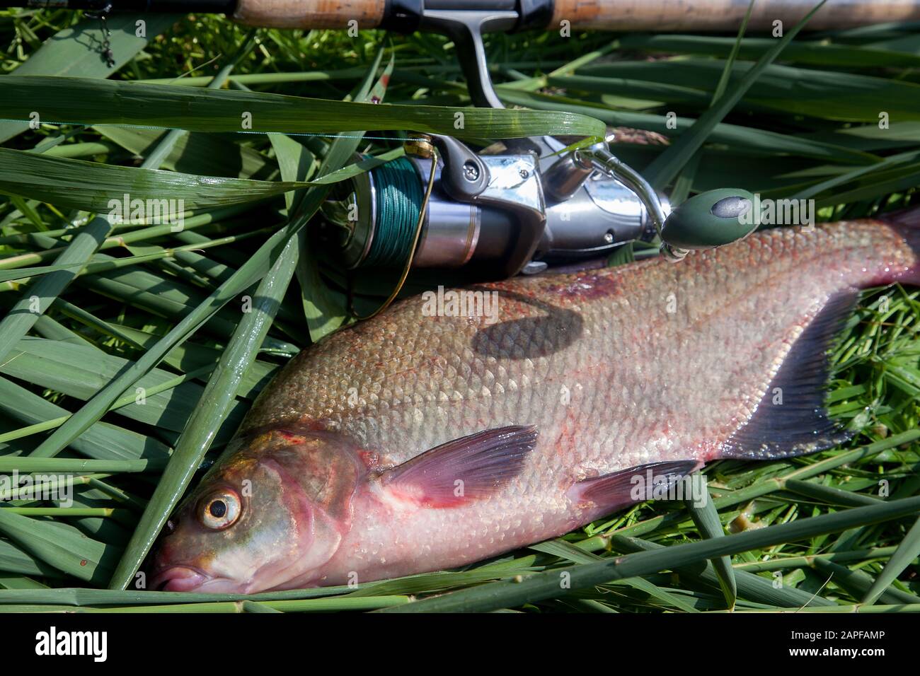 Good catch. Just taken from the water big freshwater common bream known ...